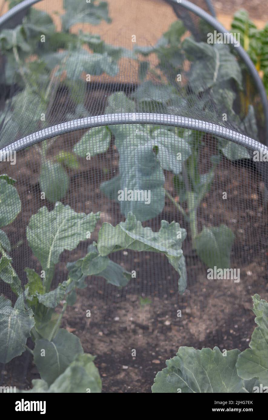 Green netted cloche in vegetable garden with young cabbages growing ...
