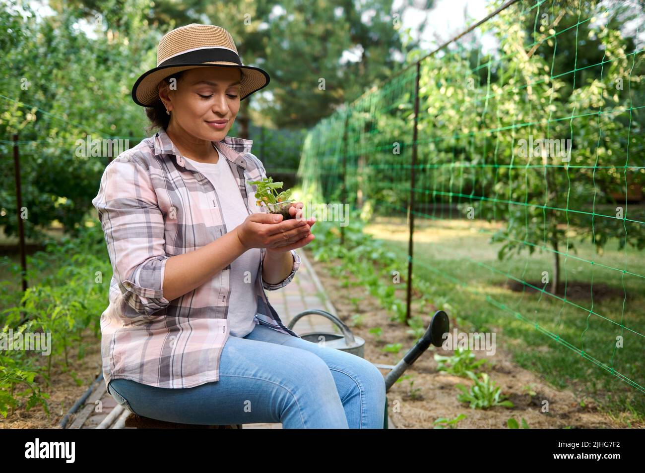 Planting sprouted cucumber seedlings in hi-res stock photography and ...