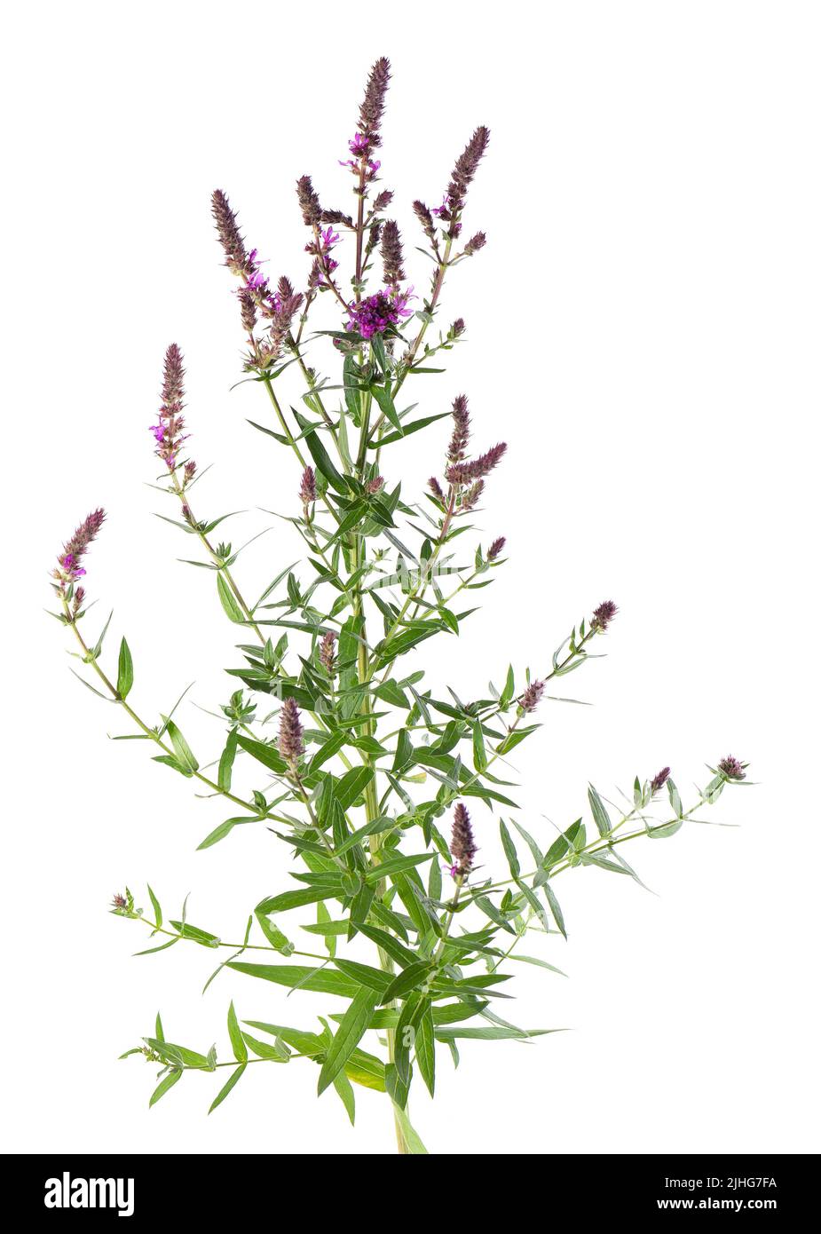 Purple loosestrife bush with flowers, isolated on white background ...