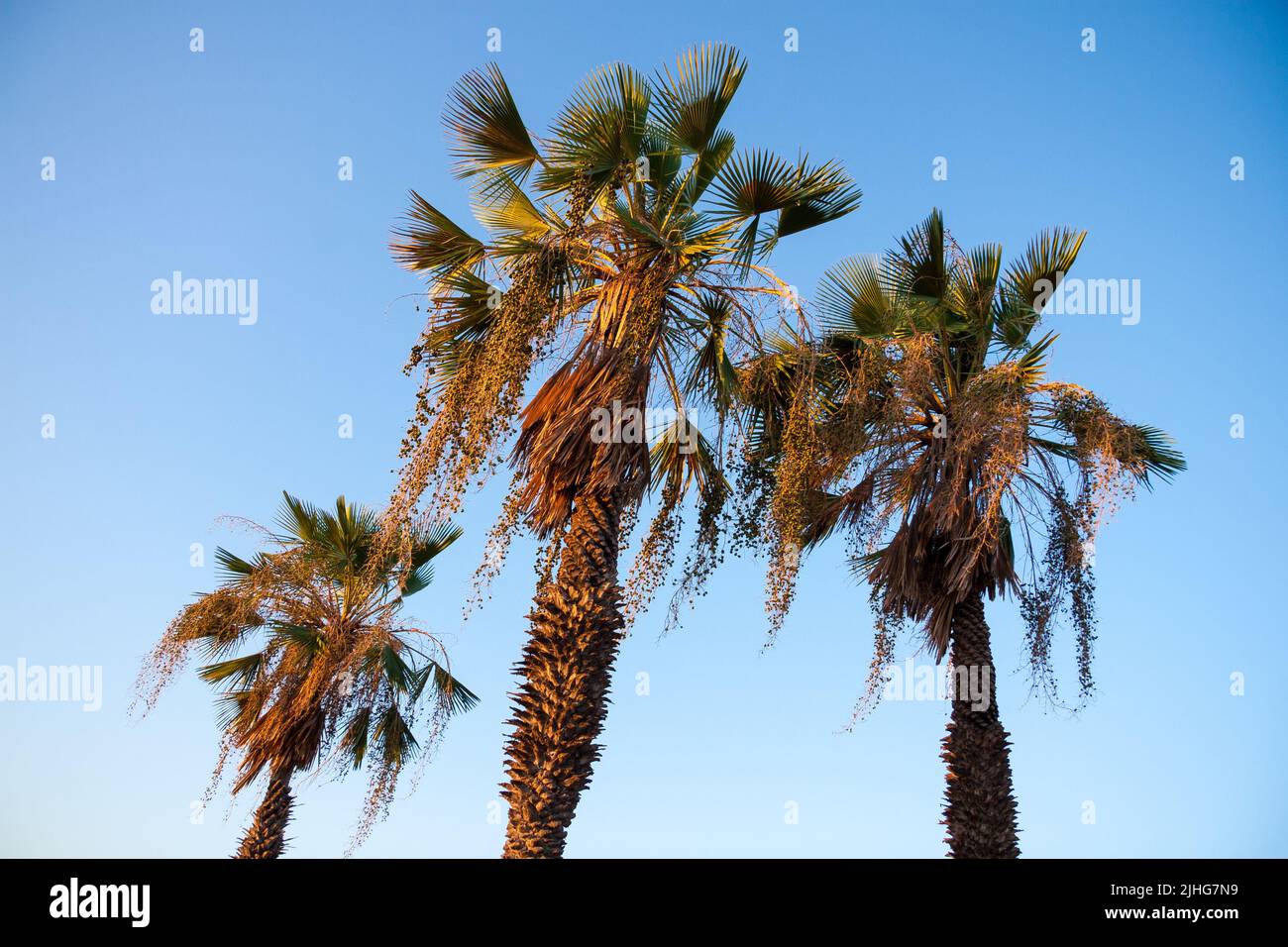 carnauba palm (copernicia prunifera) with fruits Stock Photo - Alamy