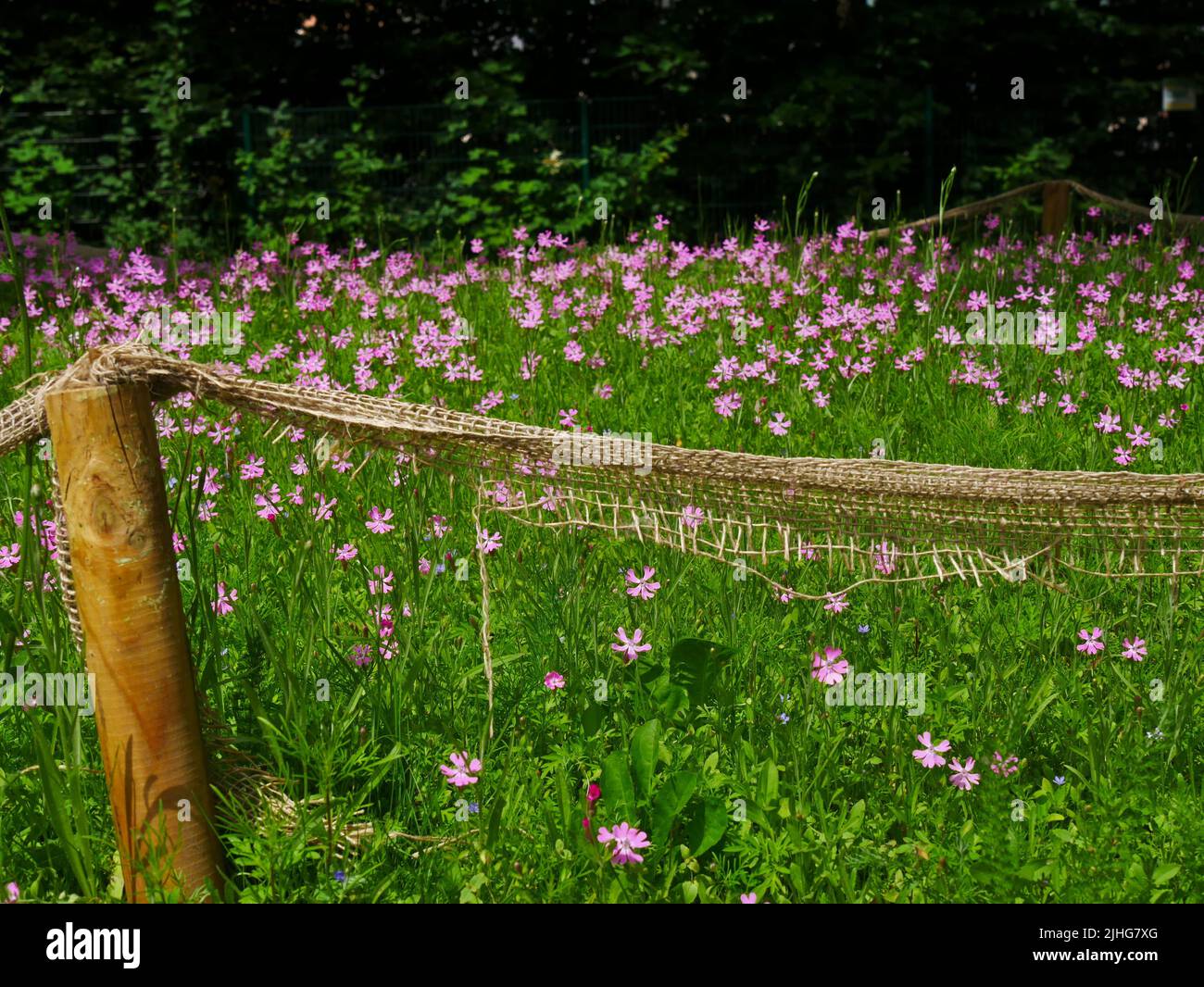A scenic view of purple wildflowers with a small wooden pole with an ...