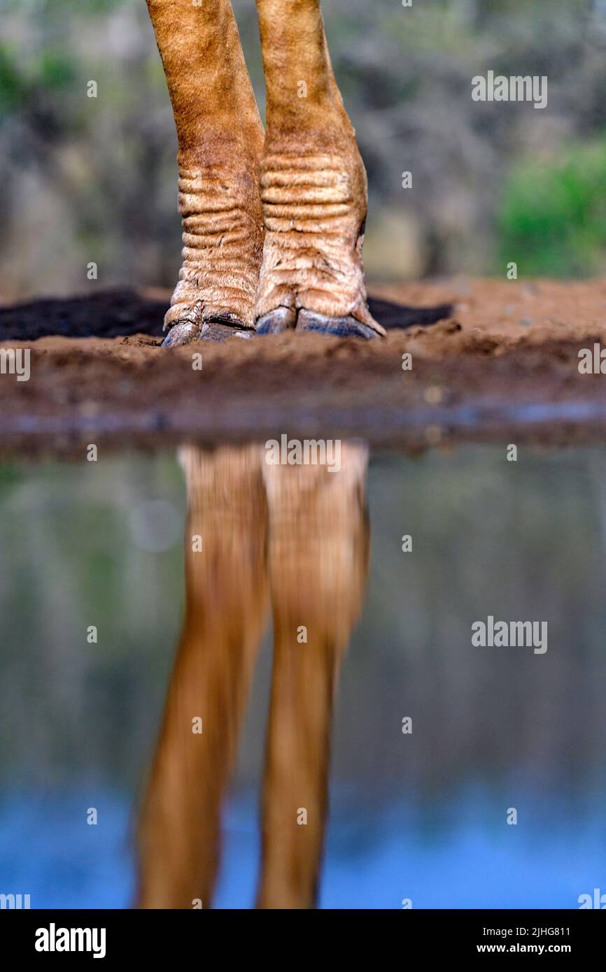 Giraffe feet hi-res stock photography and images - Alamy