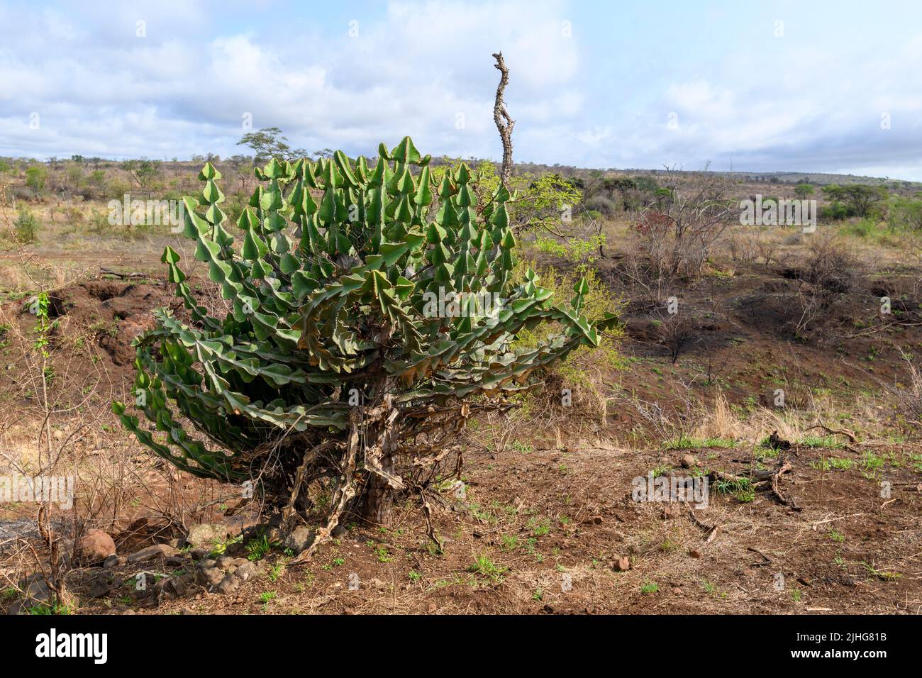 Transvaal candelabra tree (Euphorbia cooperi) from Zimanga, South ...
