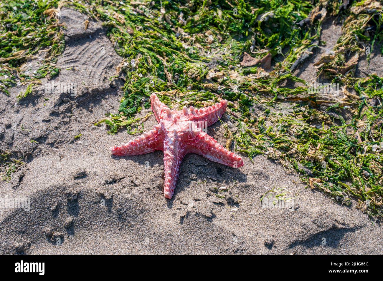 Five Starfish On Beach