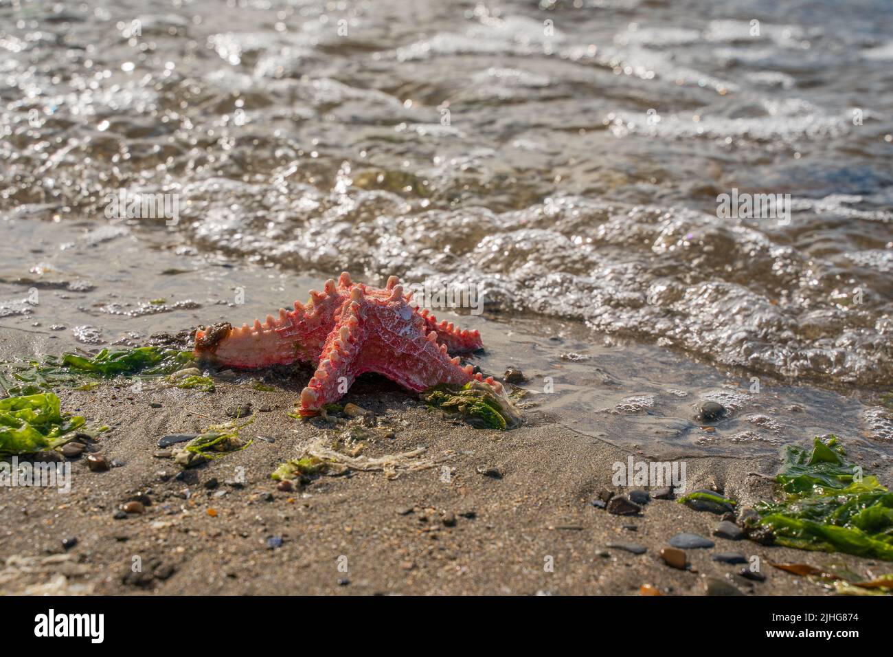 red pink star fish shell in the sea surf on the shore of a sandy beach ...