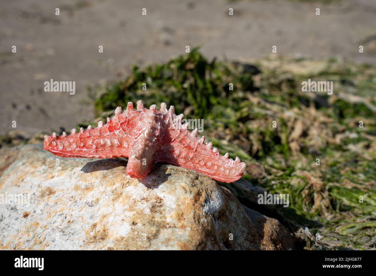 Knobbly and pointed hi-res stock photography and images - Alamy