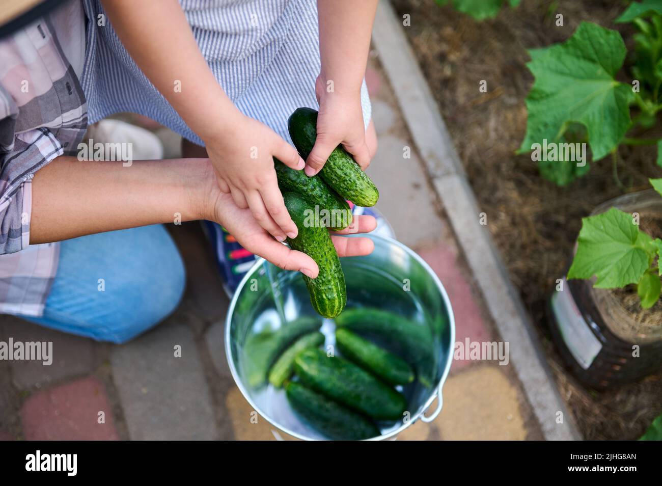 Top view of mom and child hands holding harvested ripe ready-to-eat ...