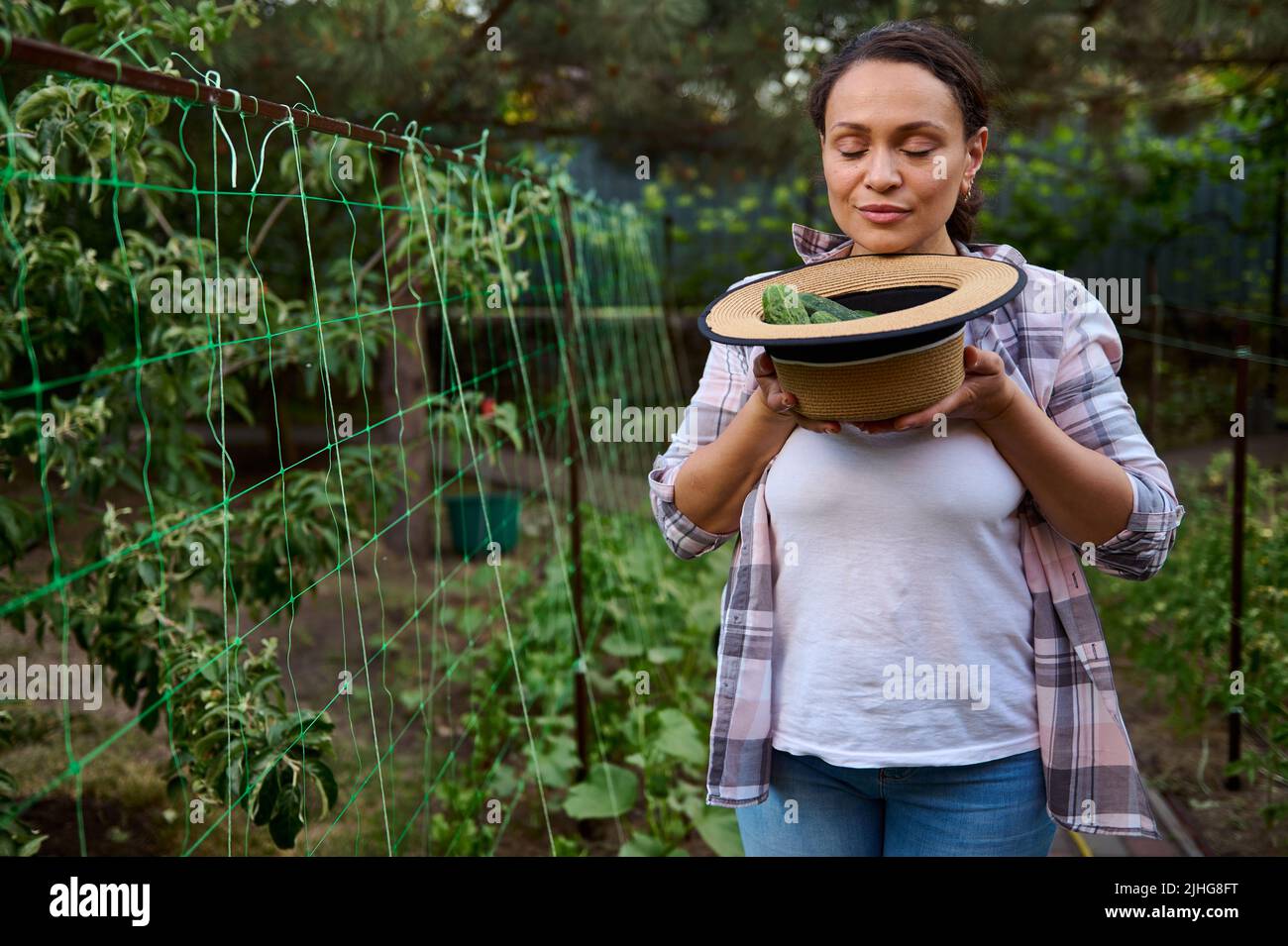 Female gardener amateur smelling freshly harvested ripe cucumbers in ...