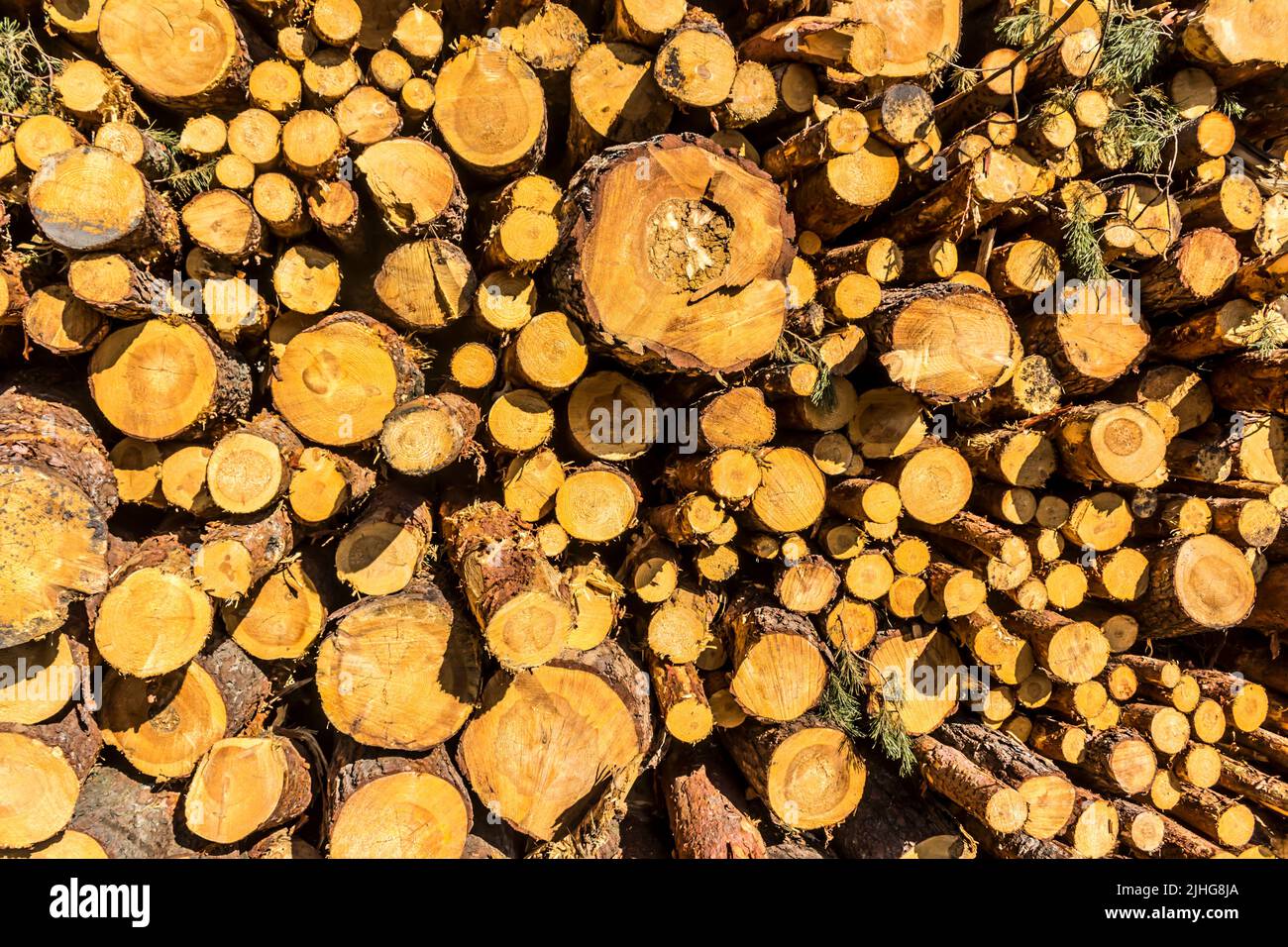 Yellow round ends of logs as a background for a picture. Site about ...