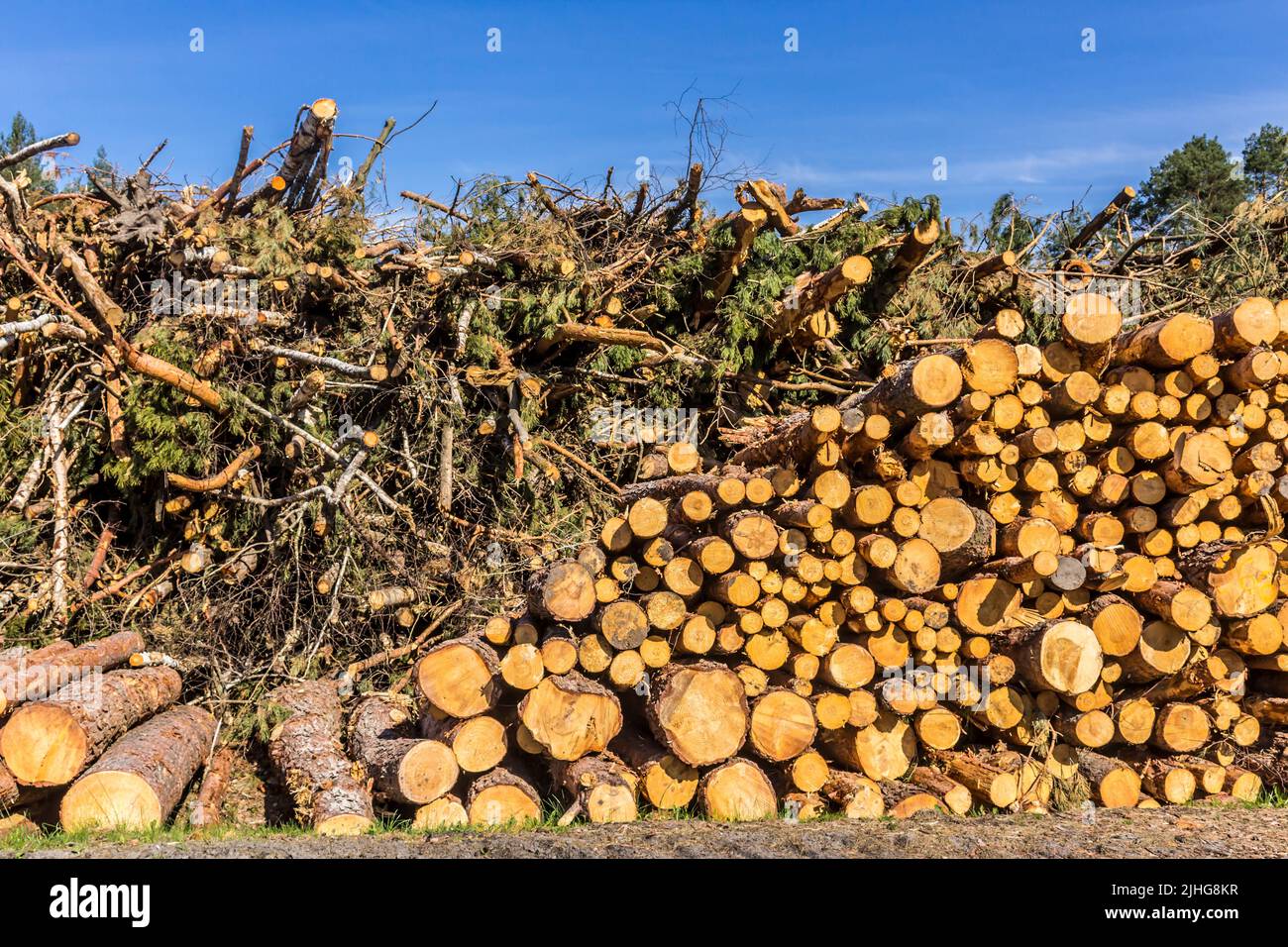 Pine log ends against blue sky tree hi-res stock photography and images ...
