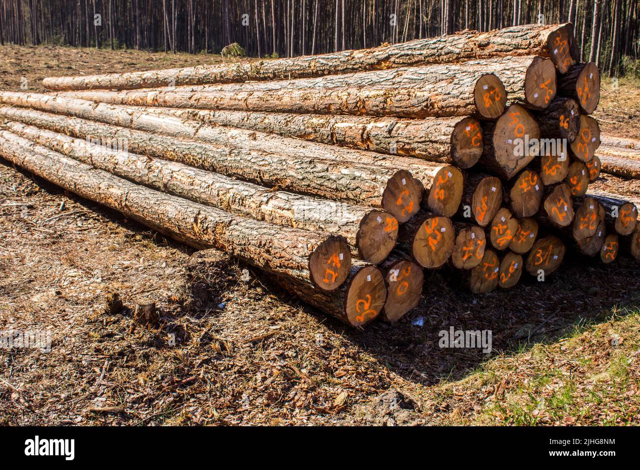 Big stack of long pine logs on clearing. Site about woodworking ...