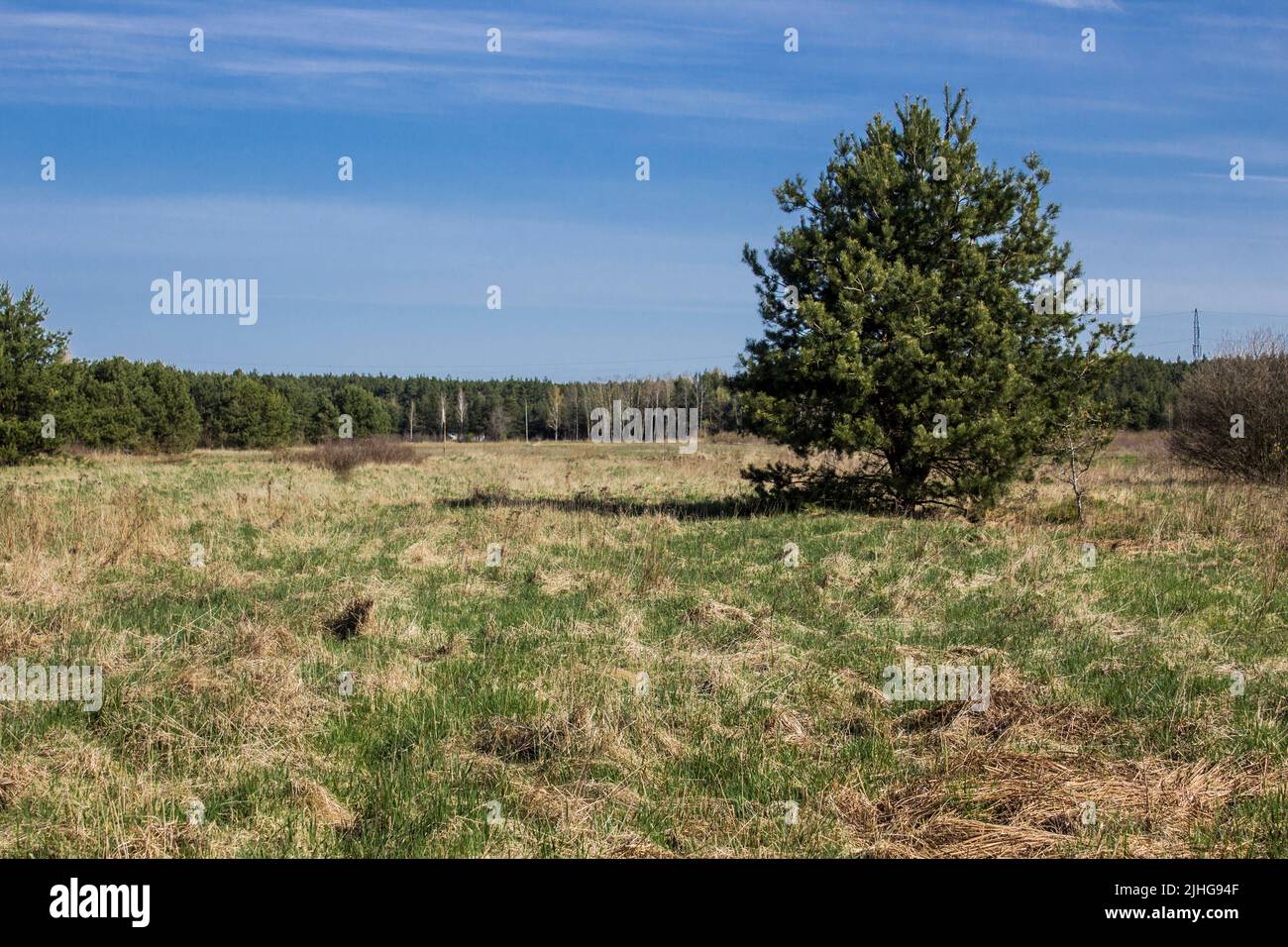 Pine trees are growing again in the old clearing. Site about ...