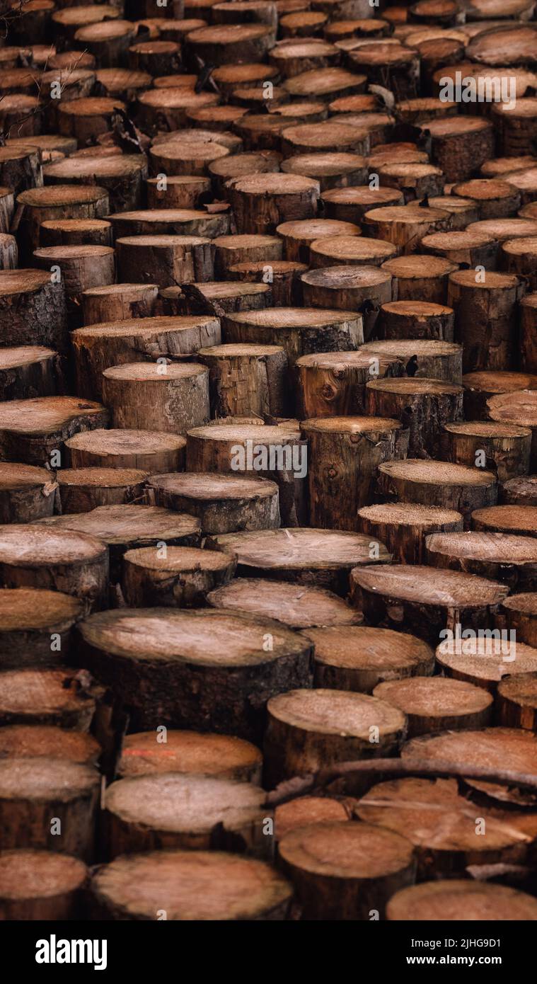 Background from sawn logs in the forest, wood texture, wood background ...