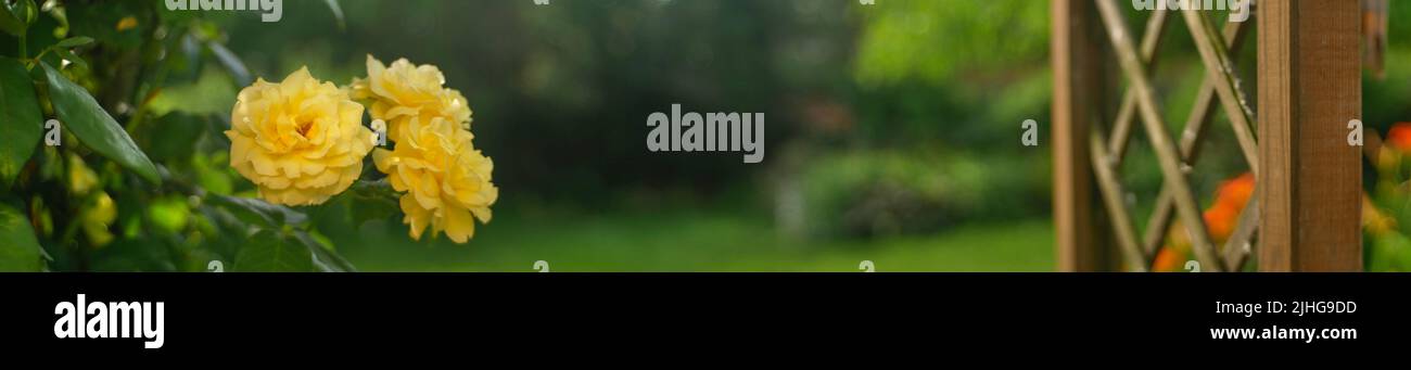 A web banner with yellow roses on the blurred background and a wooden ...