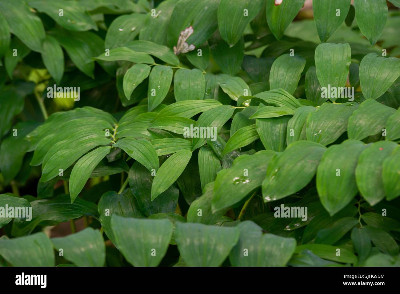 closeup nature view of green leaf and palms background. Flat lay, dark ...