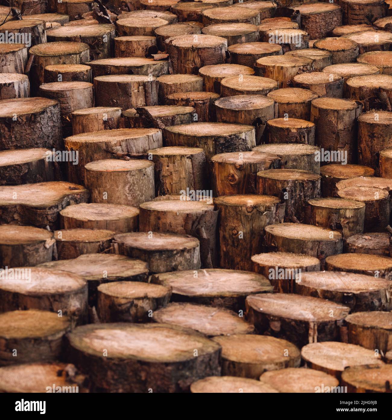 Background from sawn logs in the forest, wood texture, wood background ...