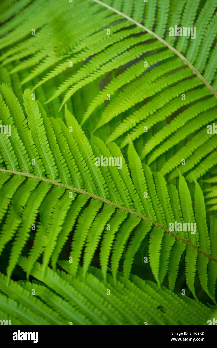 Beautiful fern leaf texture in nature. Natural ferns background Fern ...