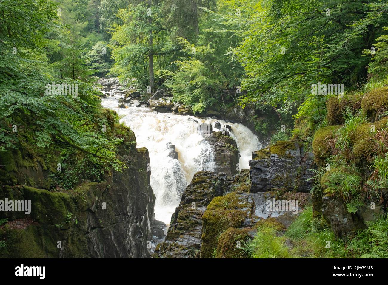 The River Braan cascading down the Black Linn Falls in Dunkeld pine ...