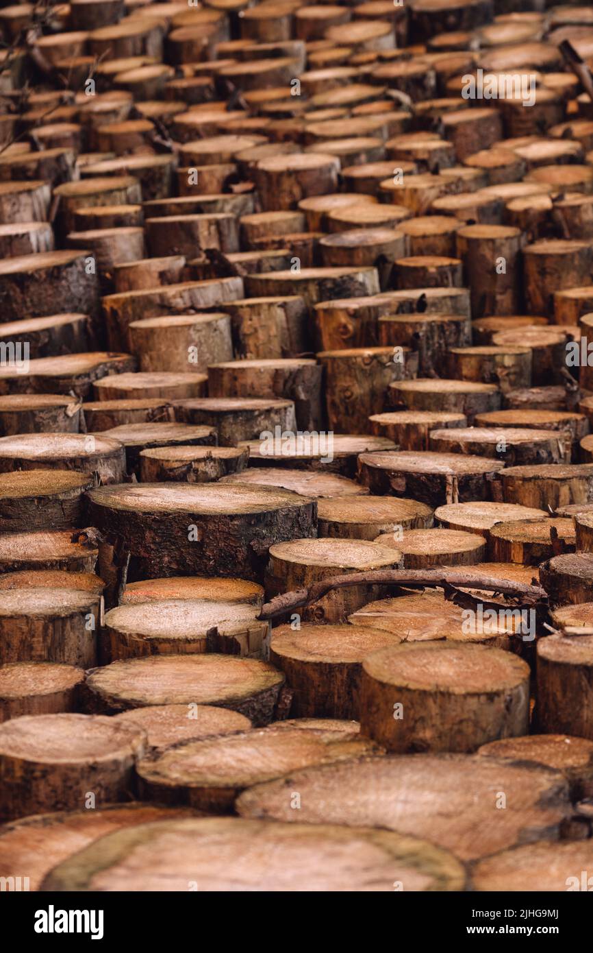 Background from sawn logs in the forest, wood texture, wood background ...