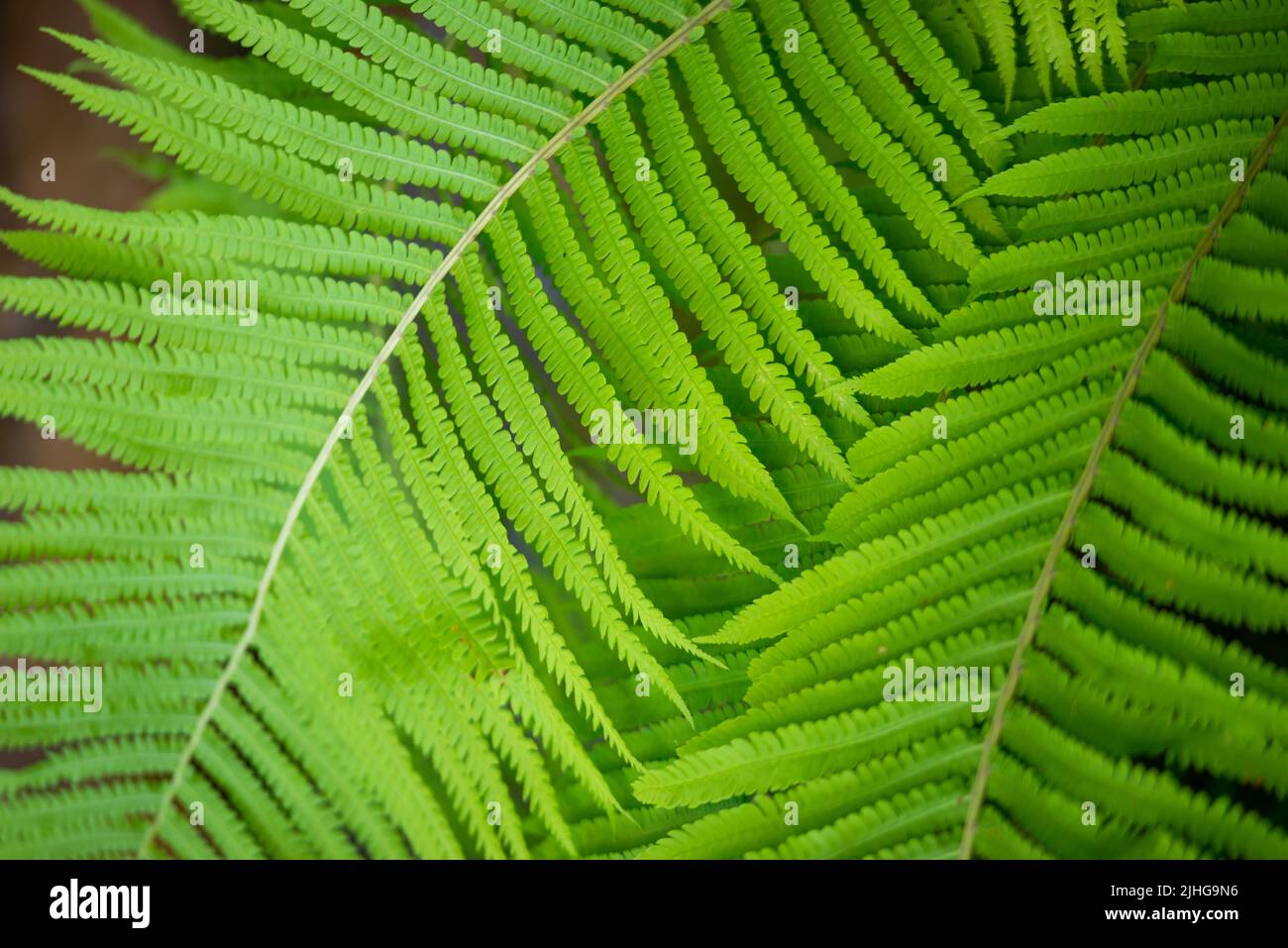 Beautiful fern leaf texture in nature. Natural ferns background Fern ...