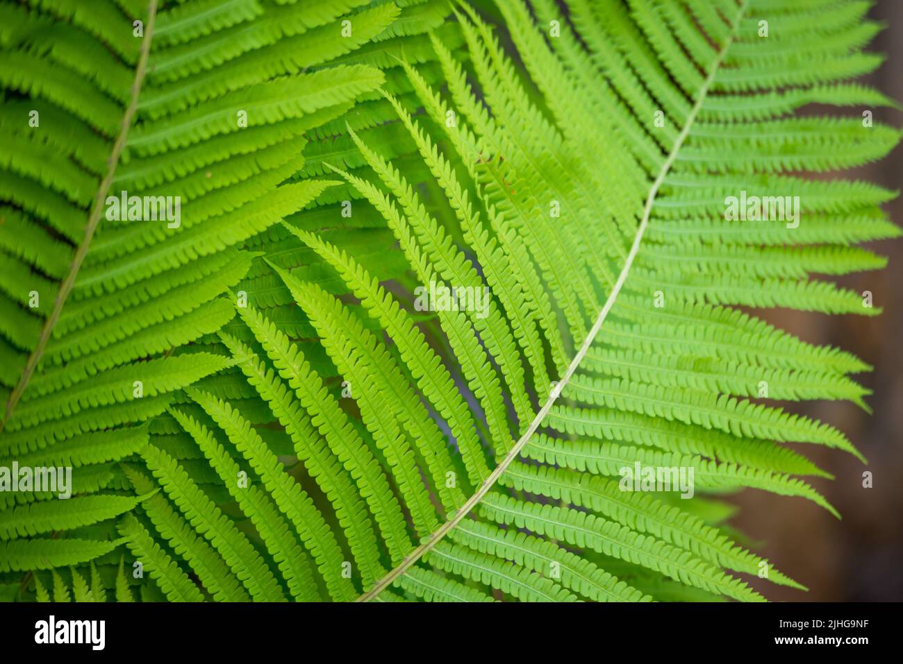 Beautiful fern leaf texture in nature. Natural ferns background Fern ...