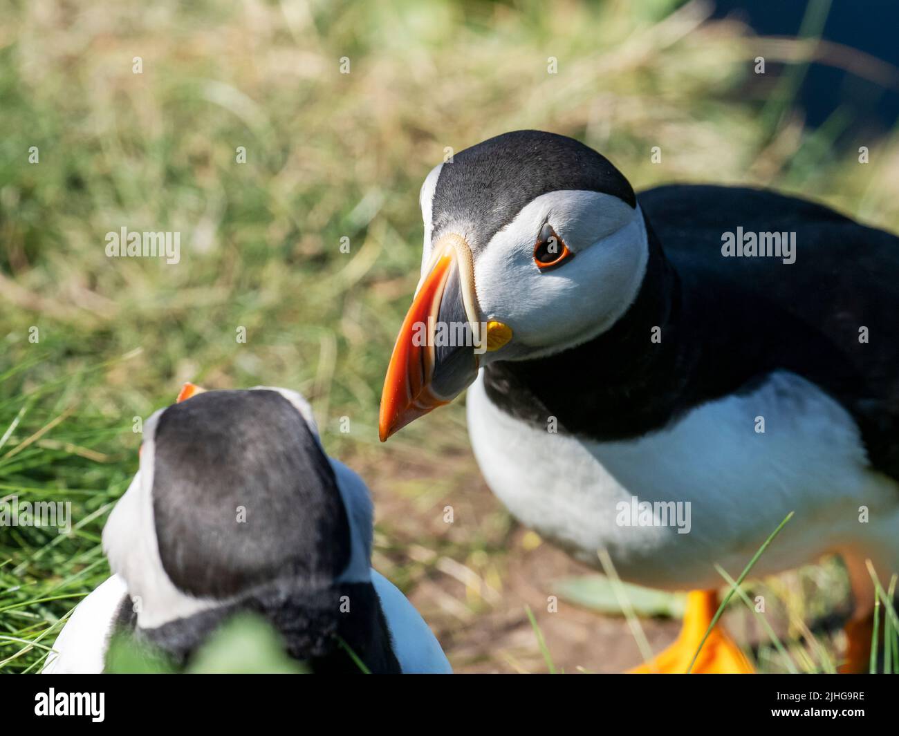 Atlantic Puffin, Fratercula arctica at Sumburgh Head on the southern ...