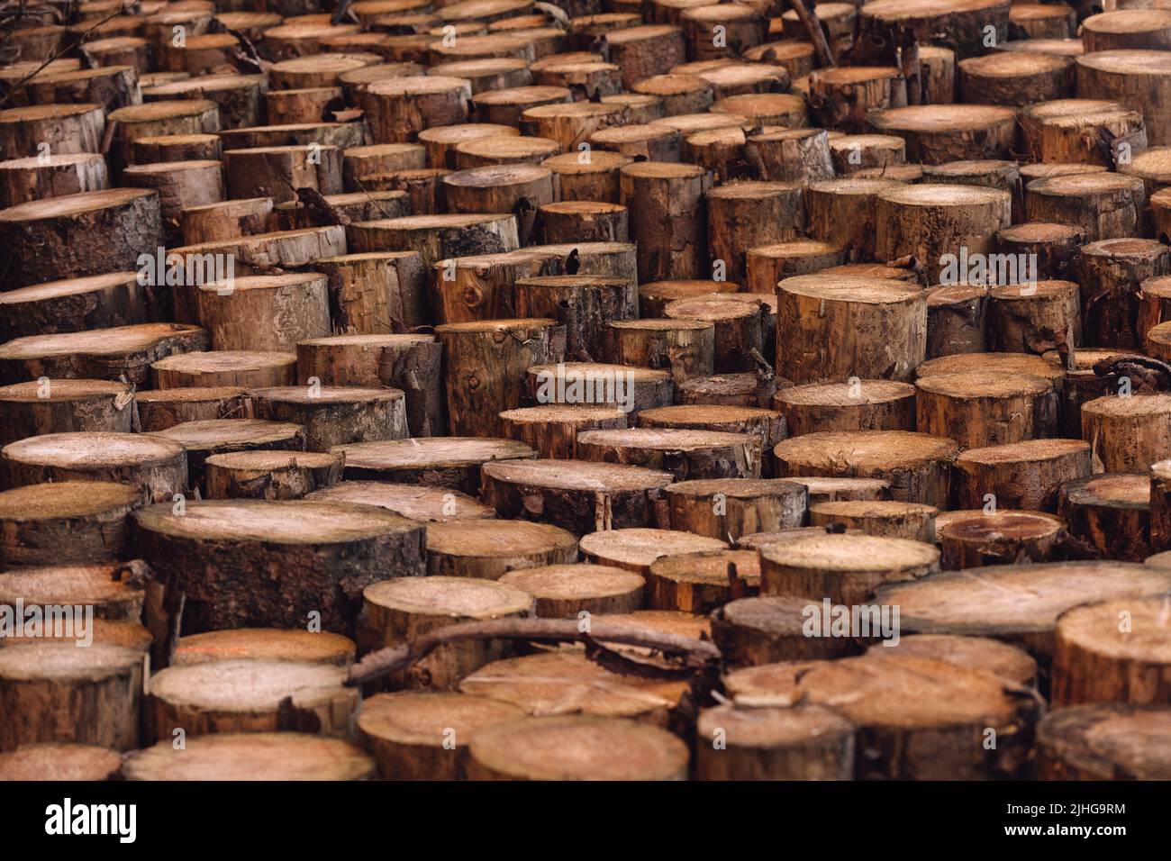 Background from sawn logs in the forest, wood texture, wood background ...