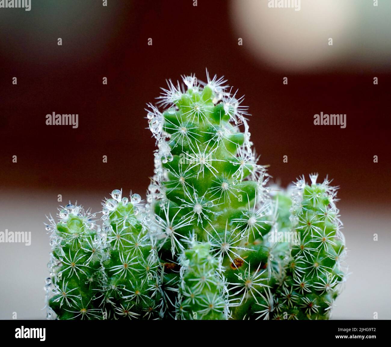 green cactus close up ,blur background Stock Photo - Alamy
