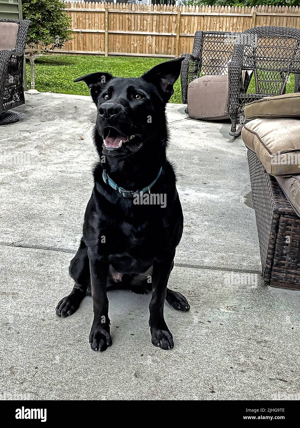 Shepherd Lab Dog enjoying life outside his home Stock Photo - Alamy