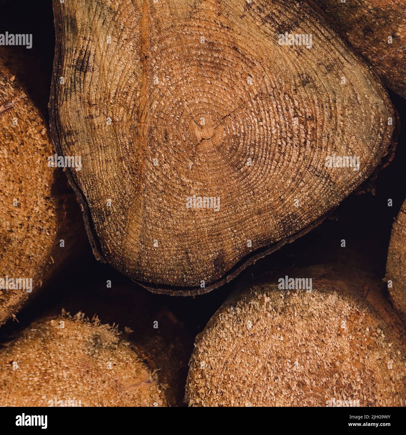Background from sawn logs in the forest, wood texture, wood background ...