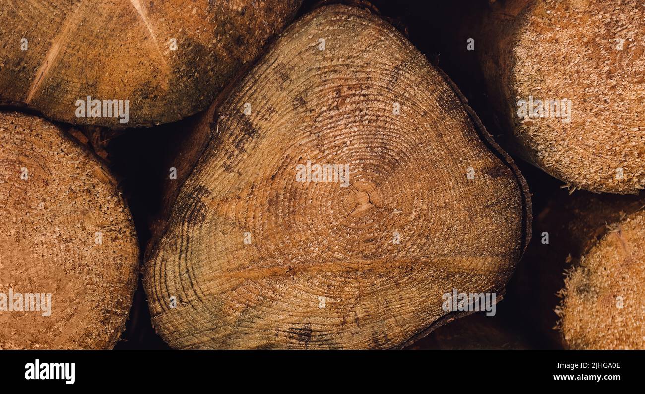 Background from sawn logs in the forest, wood texture, wood background ...