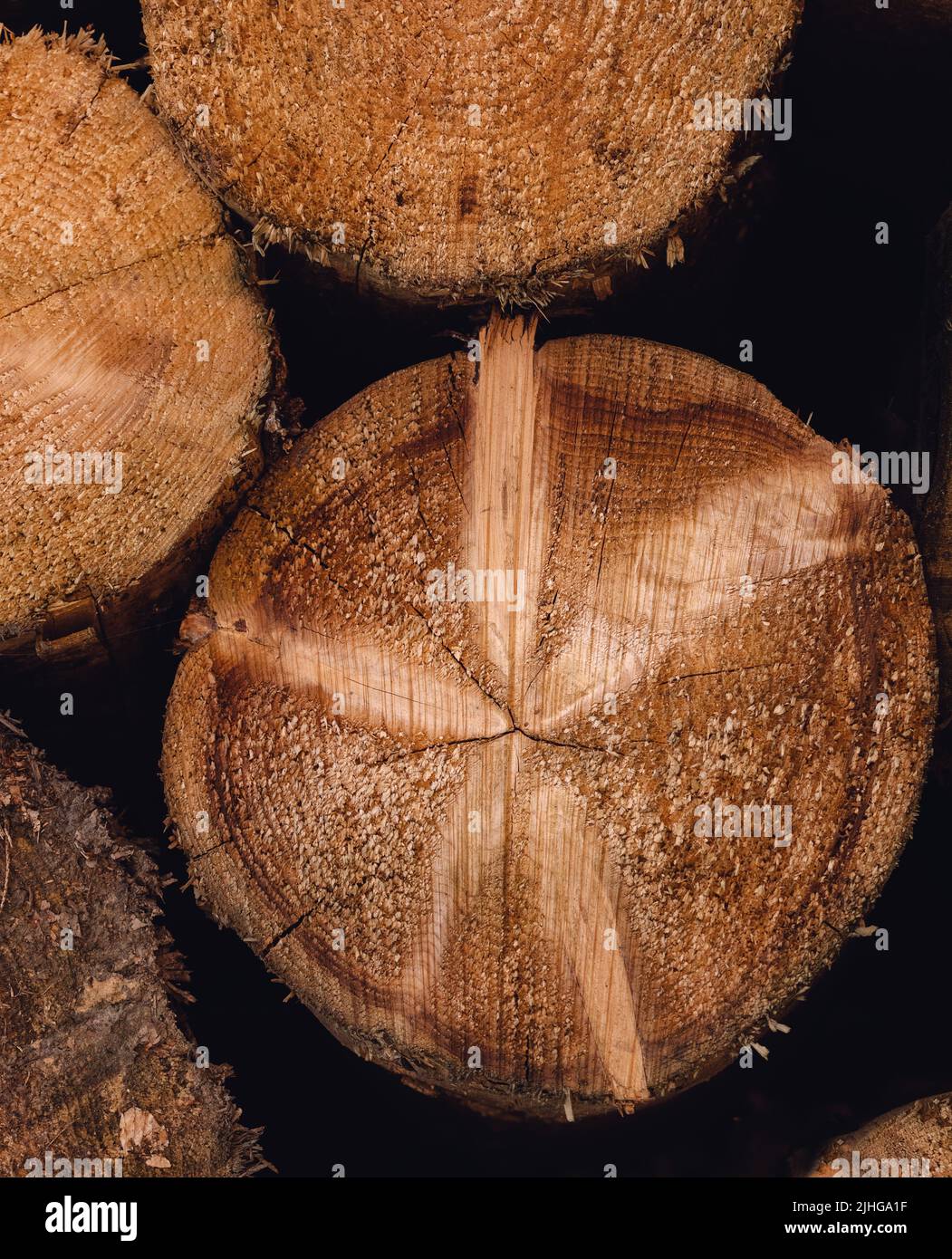 Background from sawn logs in the forest, wood texture, wood background ...