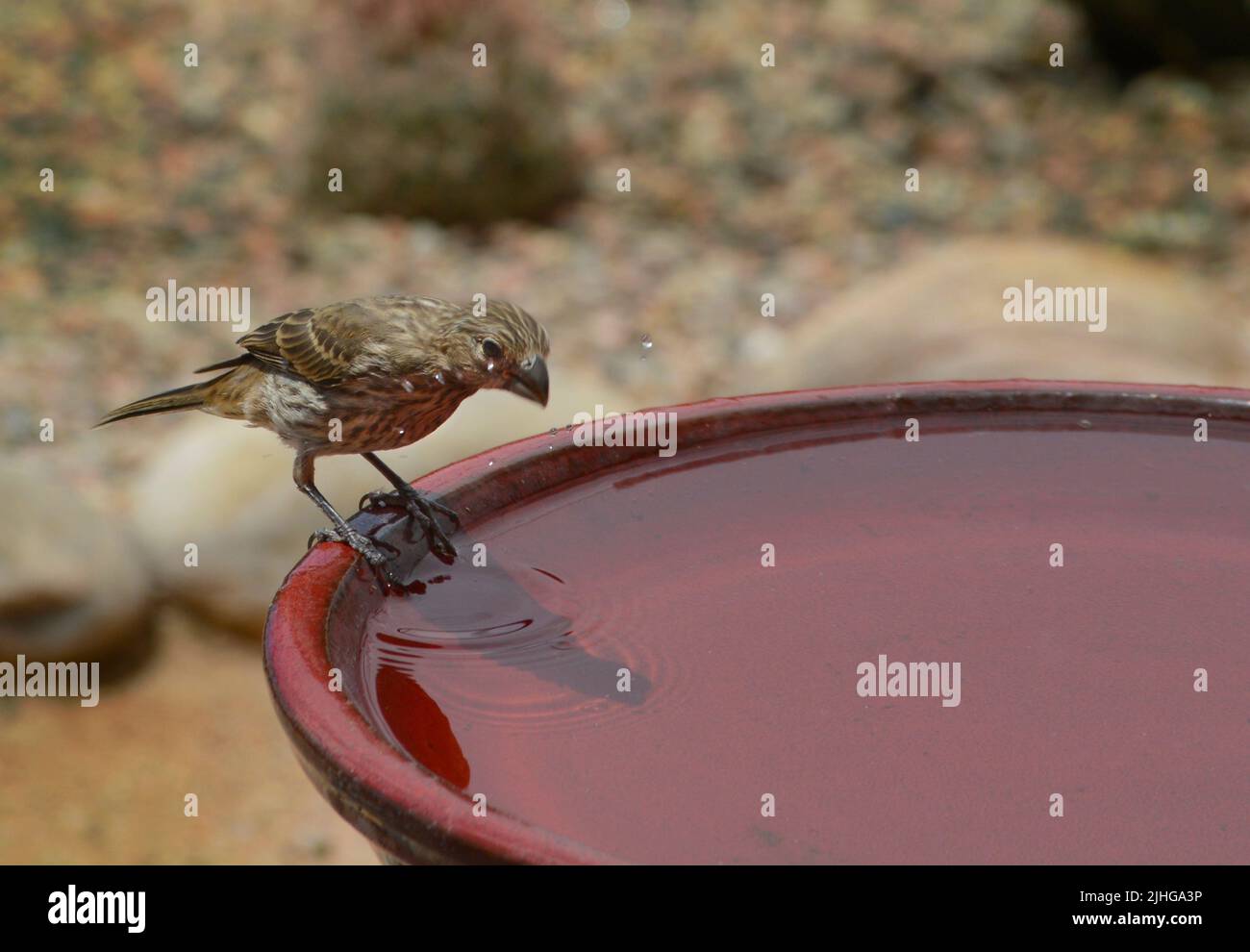 Female house finches (Haemorhous Mexicanus) drink from a backyard ...