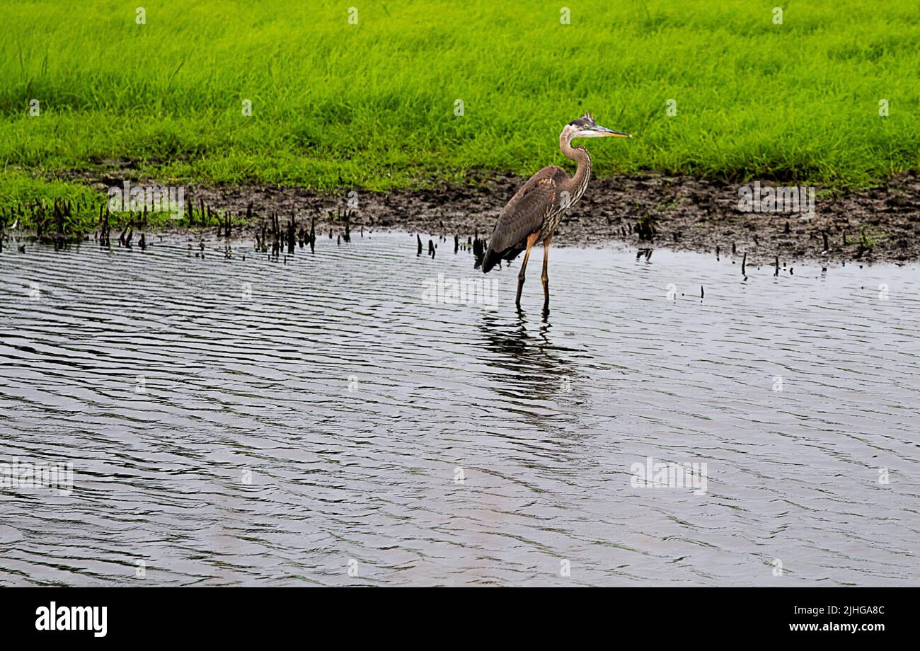 Tall wildlife birds wading in Wetland waters Stock Photo - Alamy