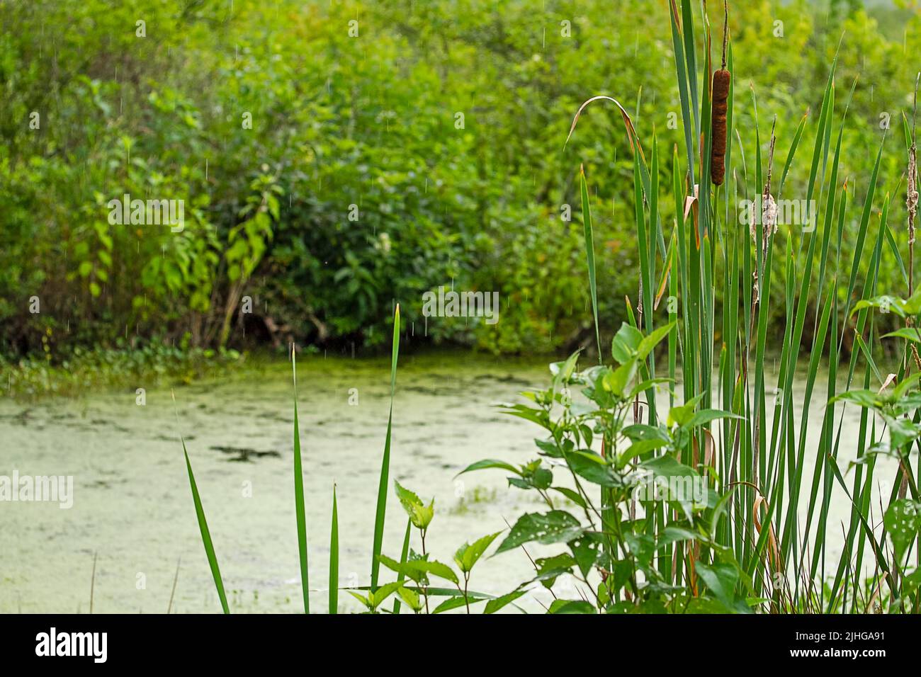 Views of the wetlands with tall grasses, cattails, and marsh Stock ...