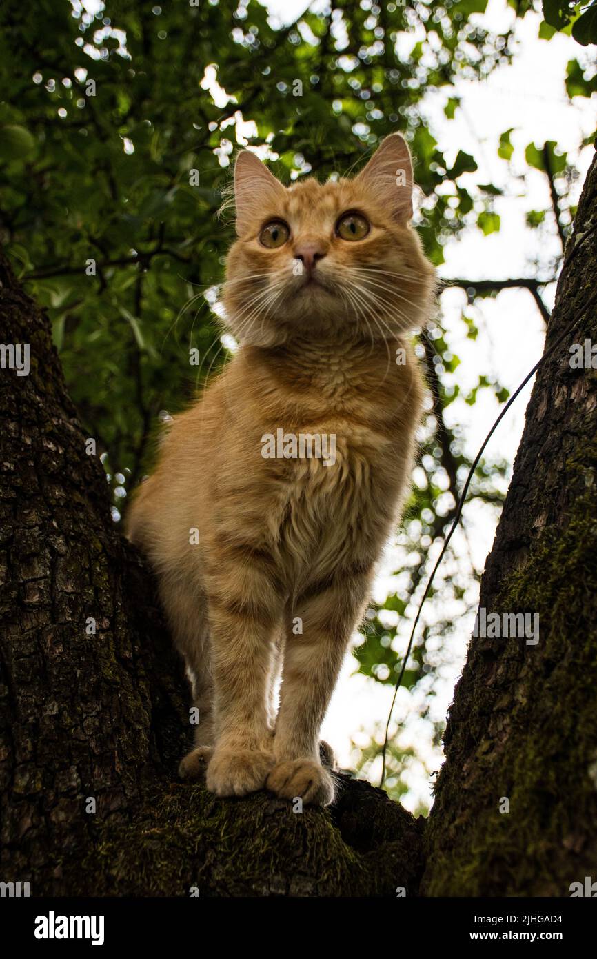 red cute cat sitting on a tree Stock Photo - Alamy