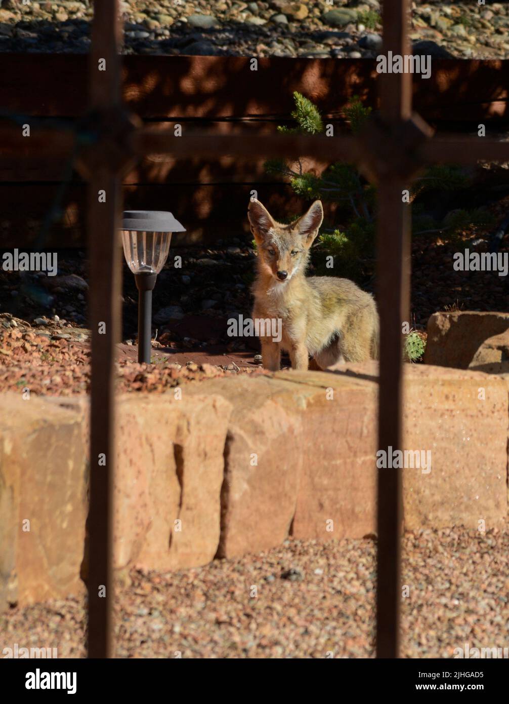 A juvenile coyote (Canis latrans) passes through a residential area as ...