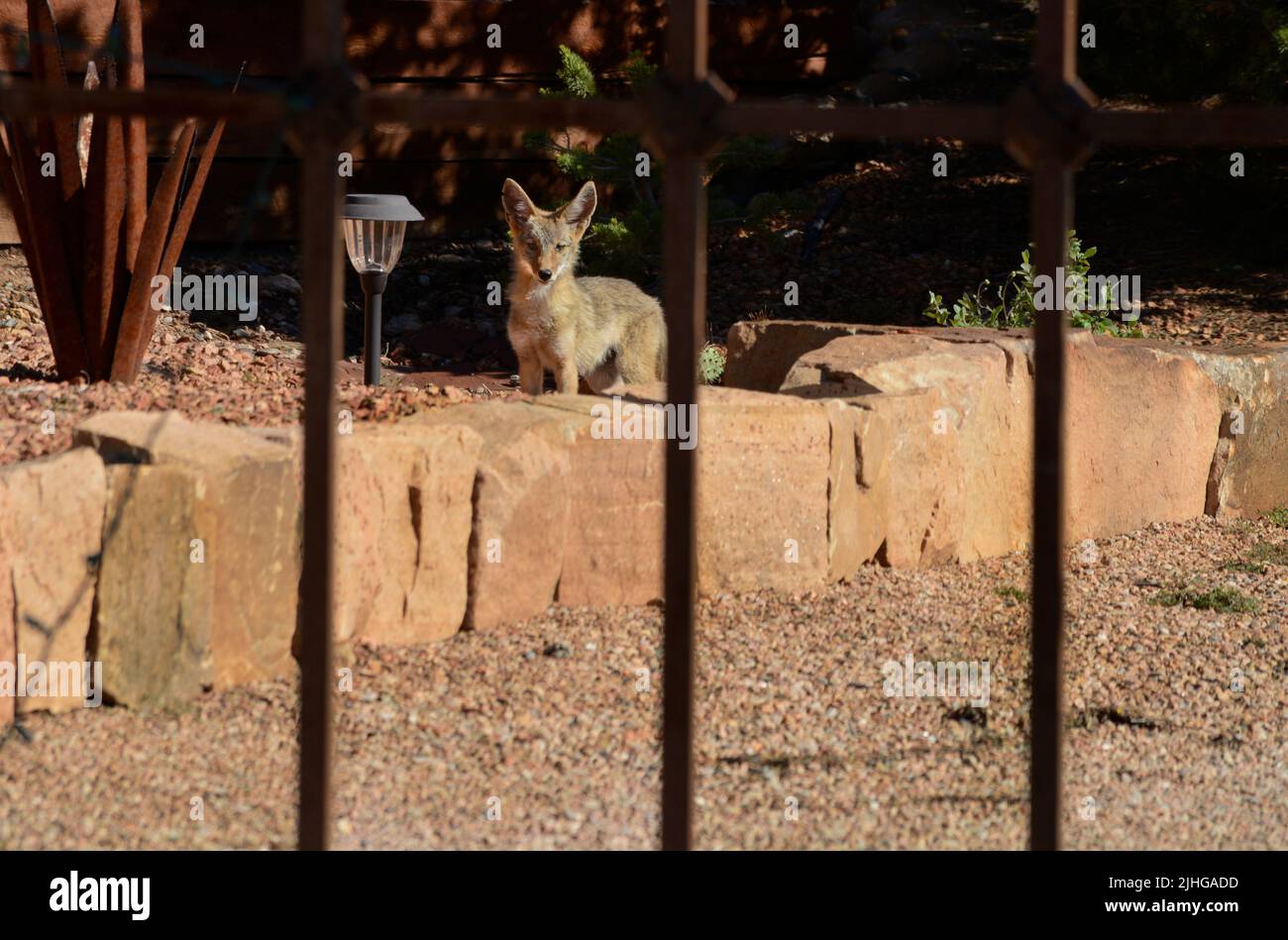 A juvenile coyote (Canis latrans) passes through a residential area as ...