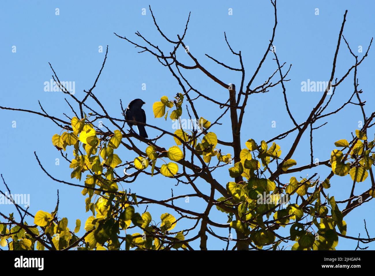 Songbirds perches hi-res stock photography and images - Alamy