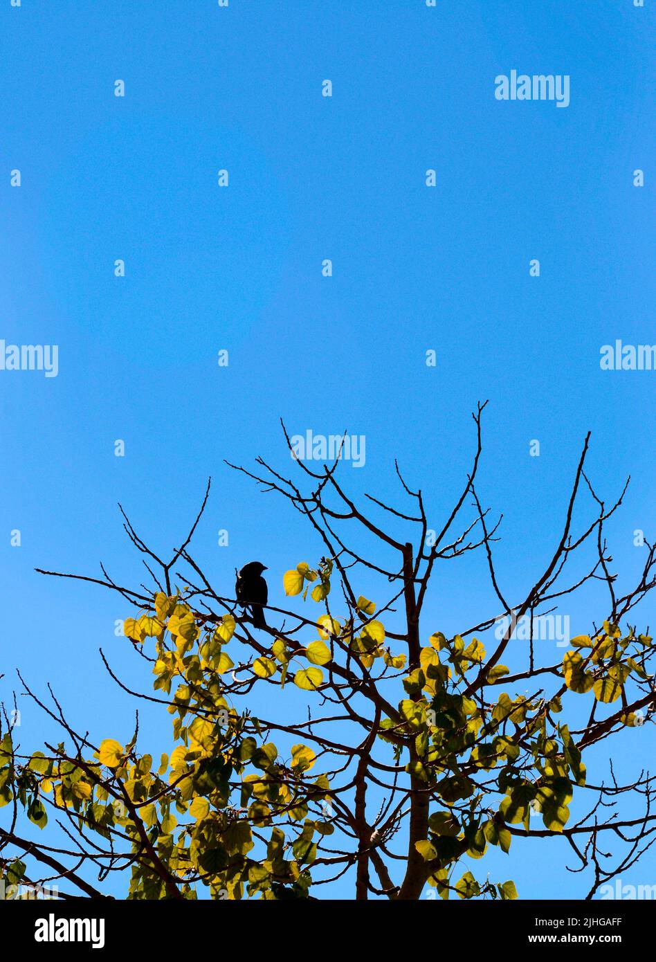 Songbird in aspen tree hi-res stock photography and images - Alamy