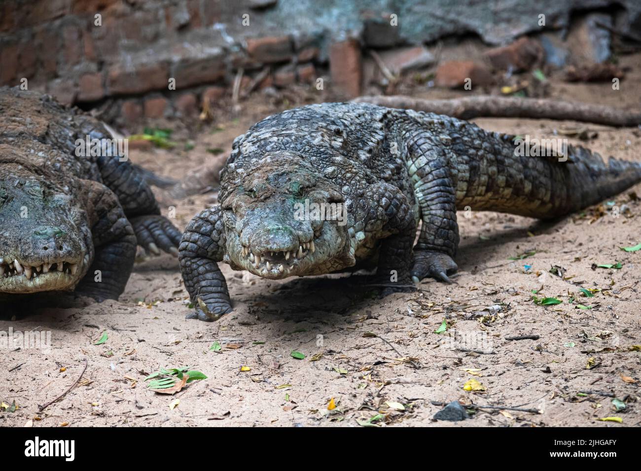 Two Crocodiles walking side by side Stock Photo - Alamy