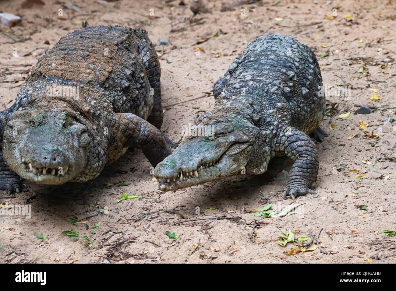 Two Crocodiles walking side by side Stock Photo - Alamy