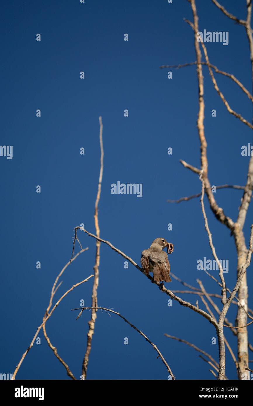 An American robin (Turdus migratoriius) with an earthworm in its beak ...