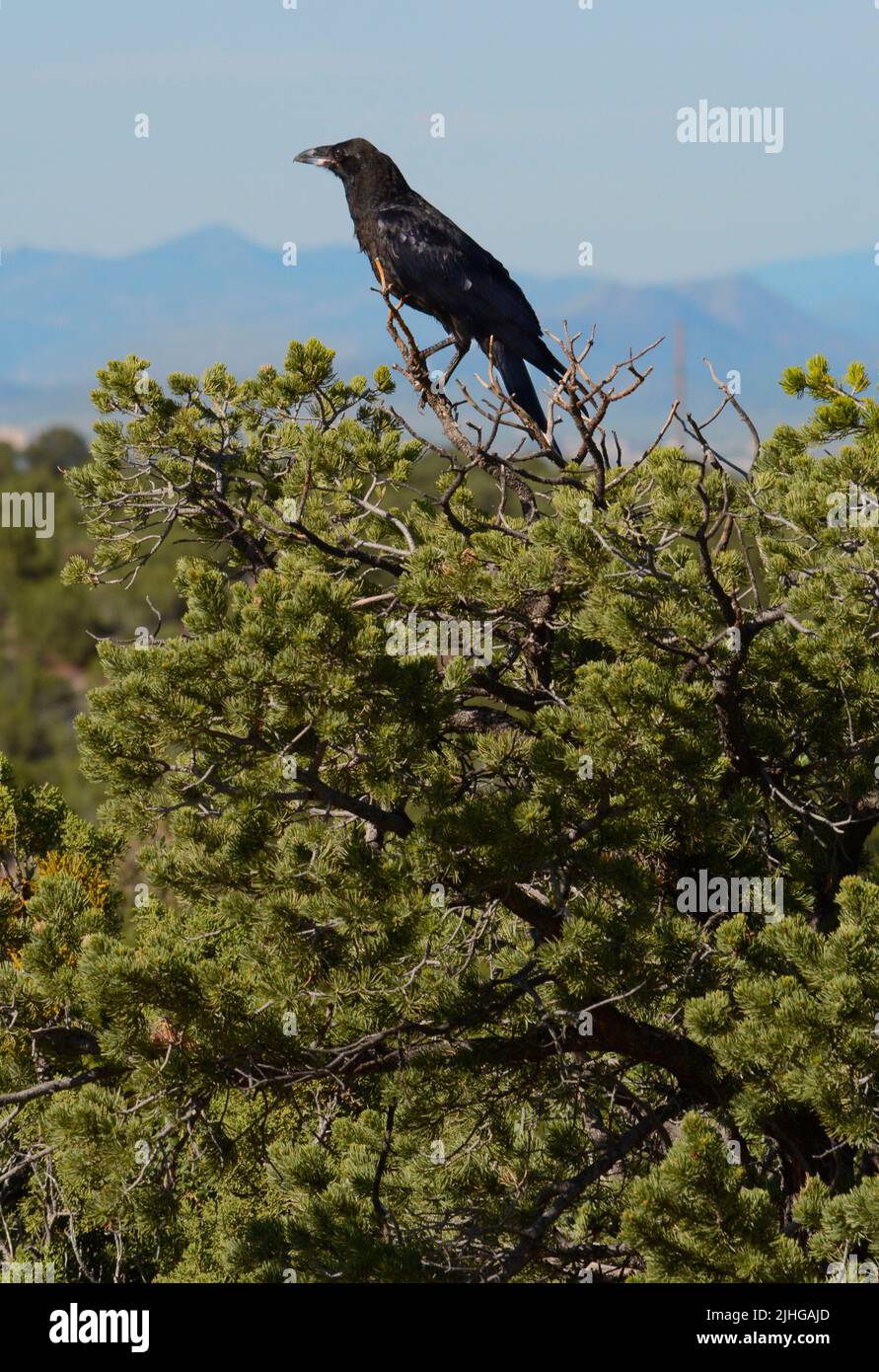 A common raven (Corvus corax) perches in a pinion tree overlooking ...