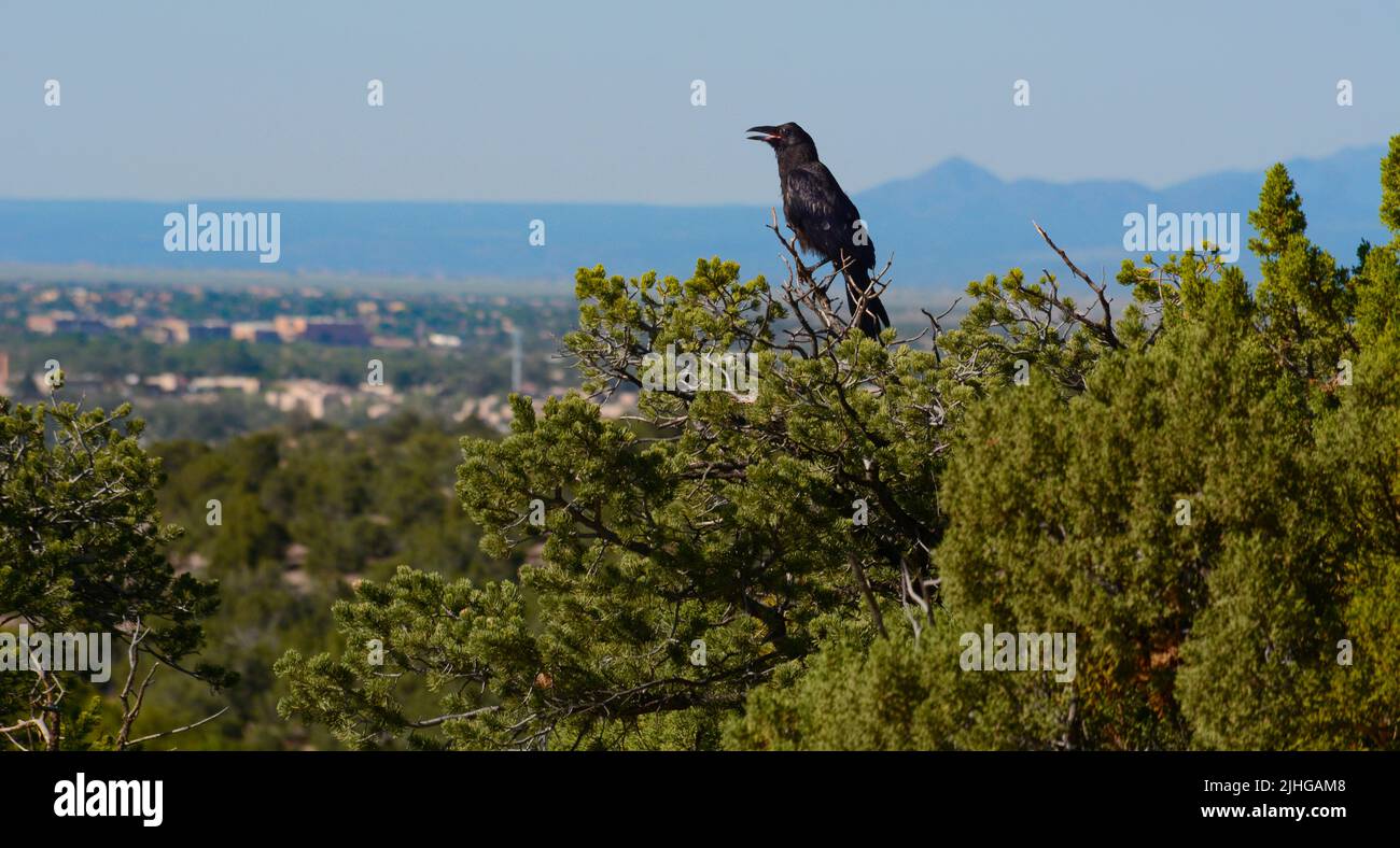 A common raven (Corvus corax) perches in a pinion tree overlooking ...
