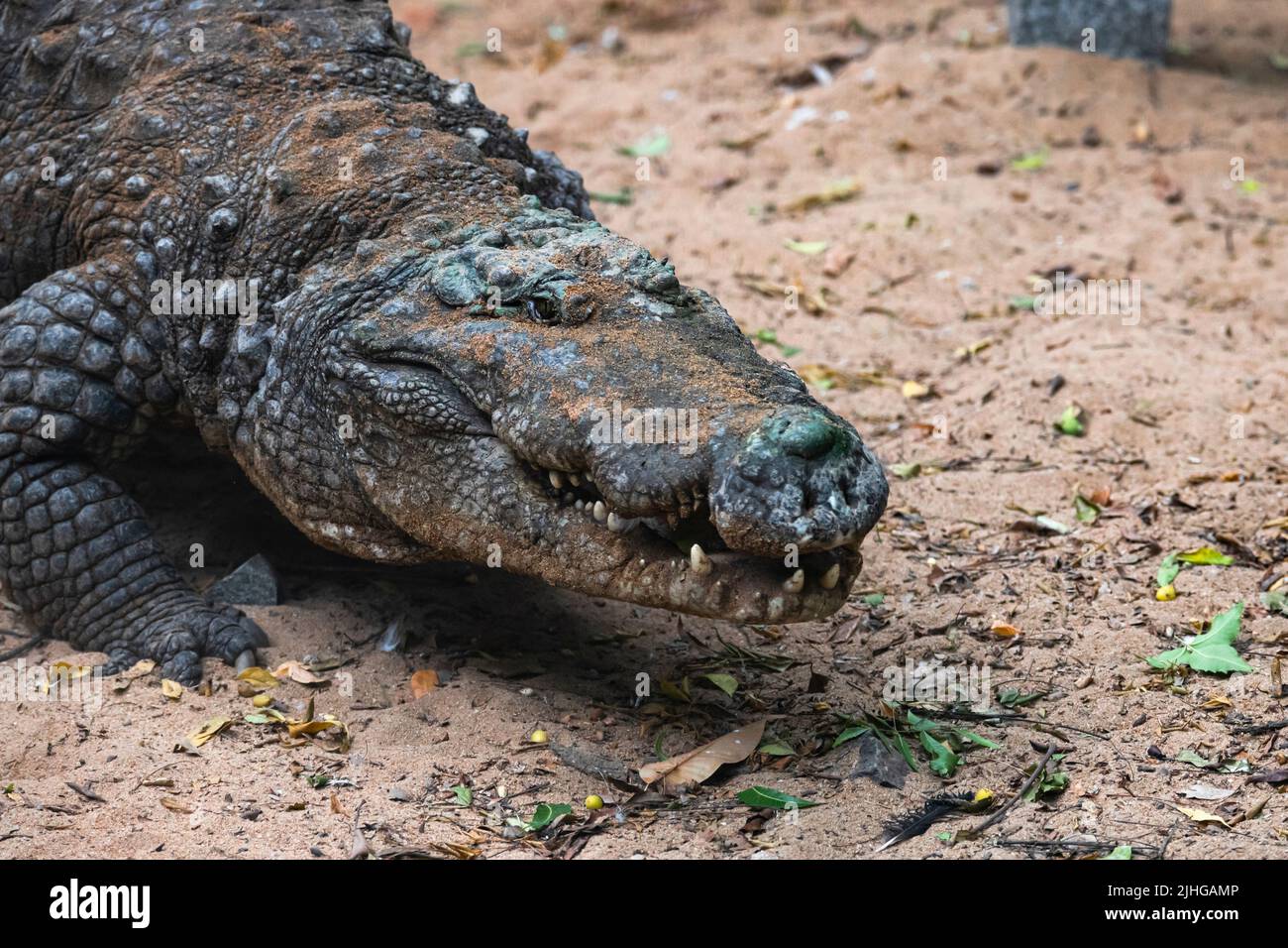 Crocodile walking on the land Stock Photo - Alamy