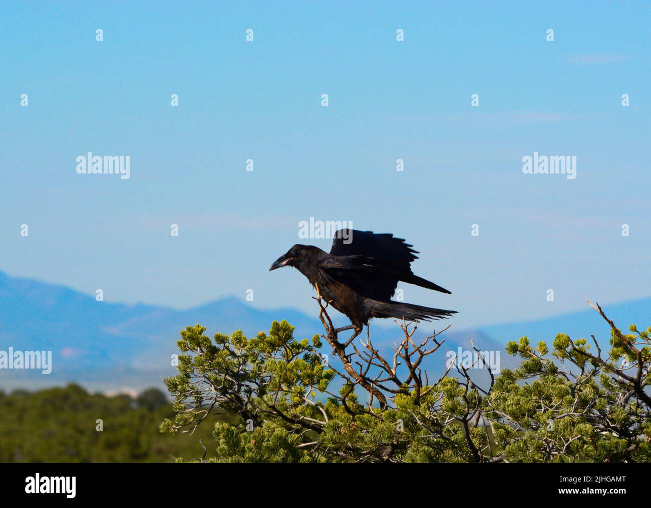 A common raven (Corvus corax) perches in a pinion tree overlooking ...