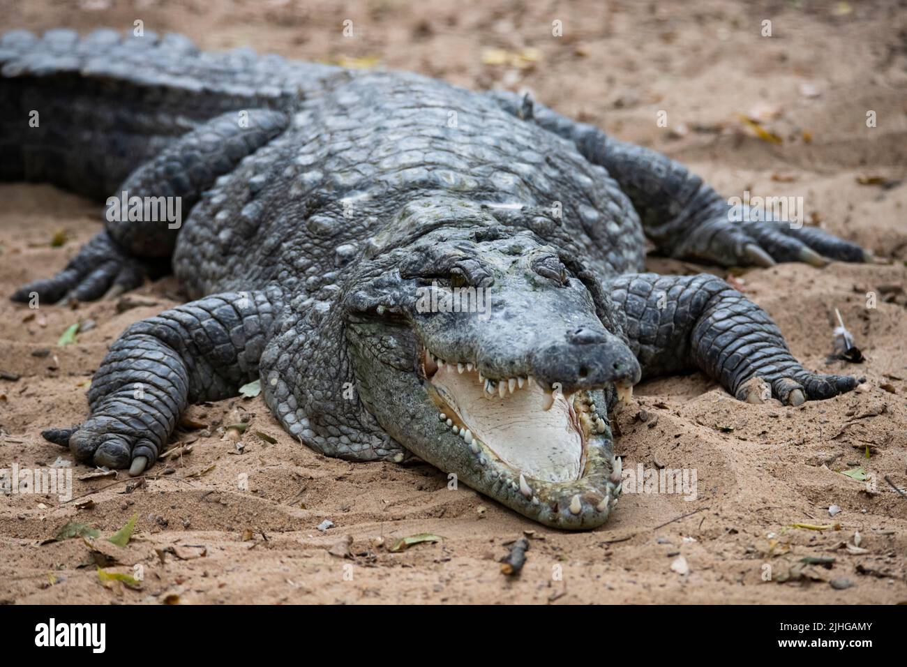 Angry crocodile hi-res stock photography and images - Alamy