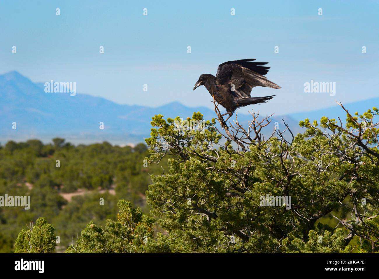 A common raven (Corvus corax) perches in a pinion tree overlooking ...