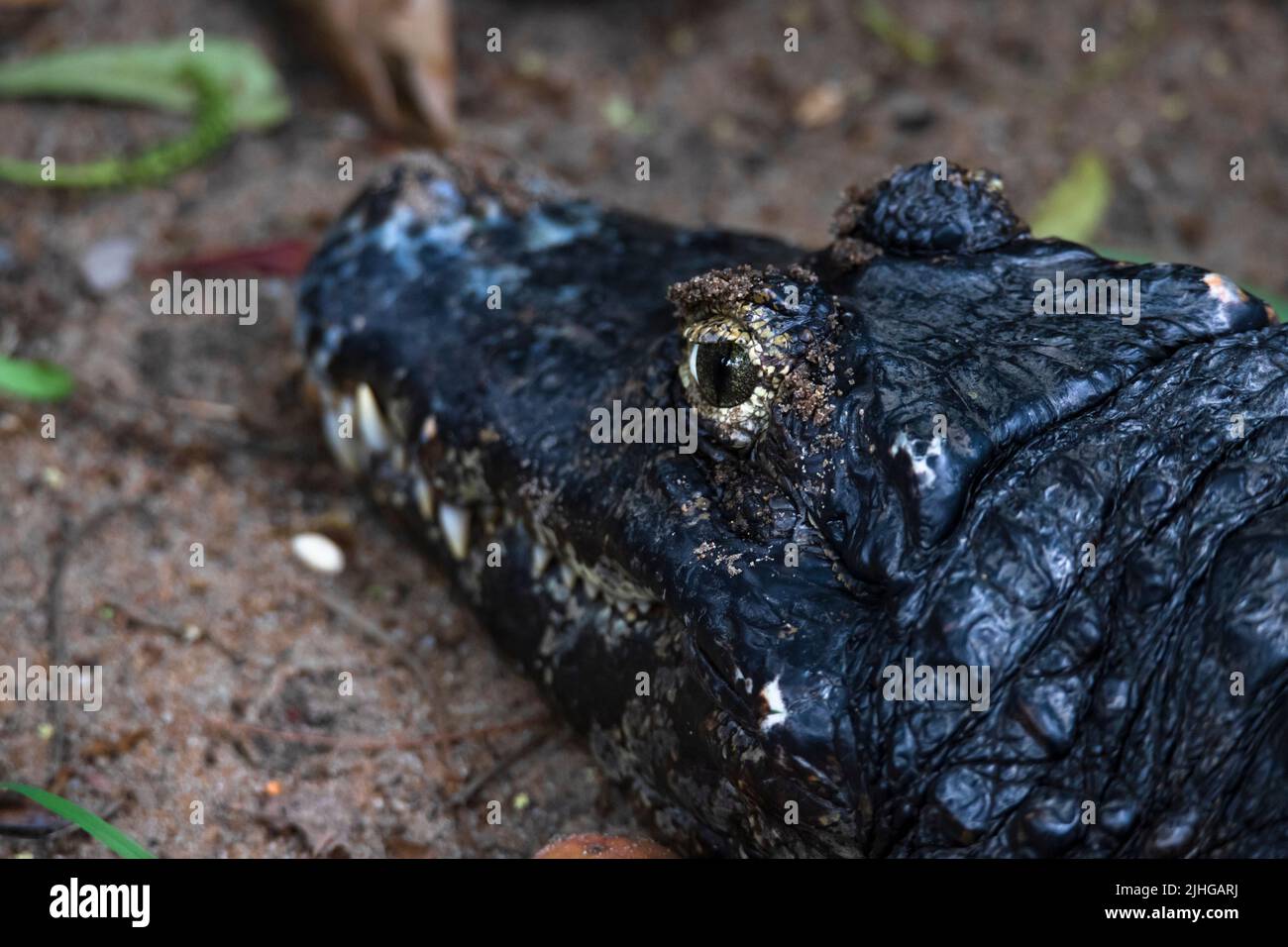 Beautiful shot swamp crocodile hi-res stock photography and images - Alamy